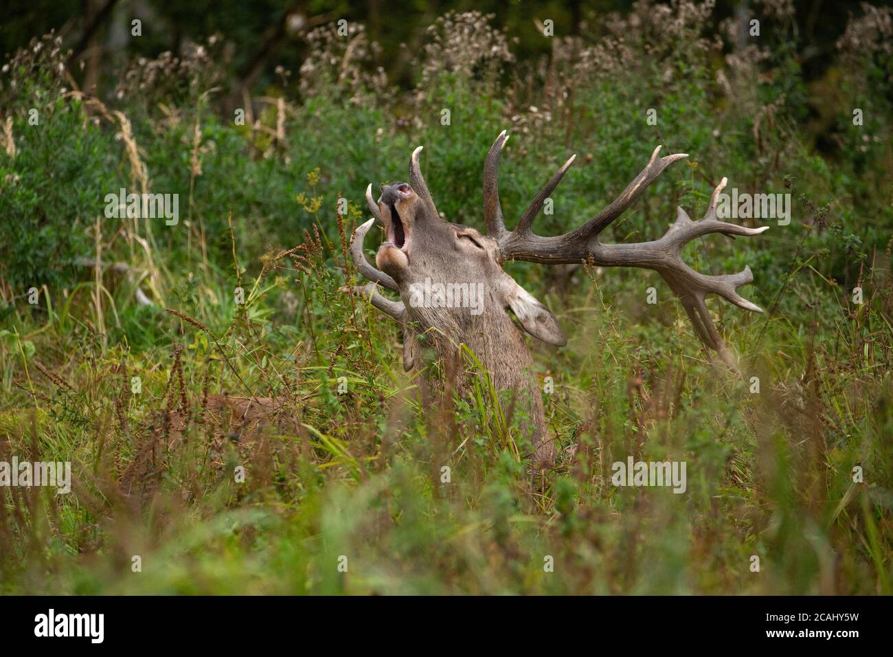Red deer in the nature habitat during the deer rut Stock Photo - Alamy