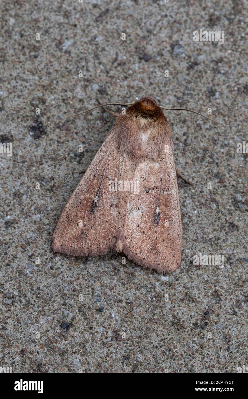Triangular shaped moth hi-res stock photography and images - Alamy