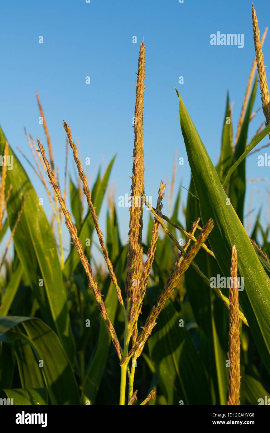 Growing corn in Midwest farmland on a beautiful Summer morning. Bureau ...