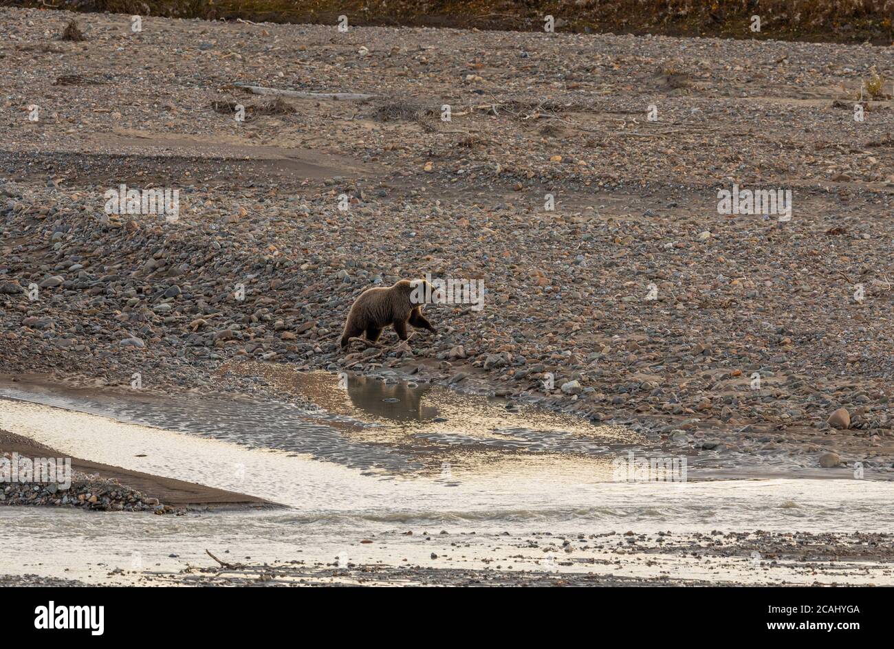 Grizzly Bear in Alaska in Fall Stock Photo - Alamy
