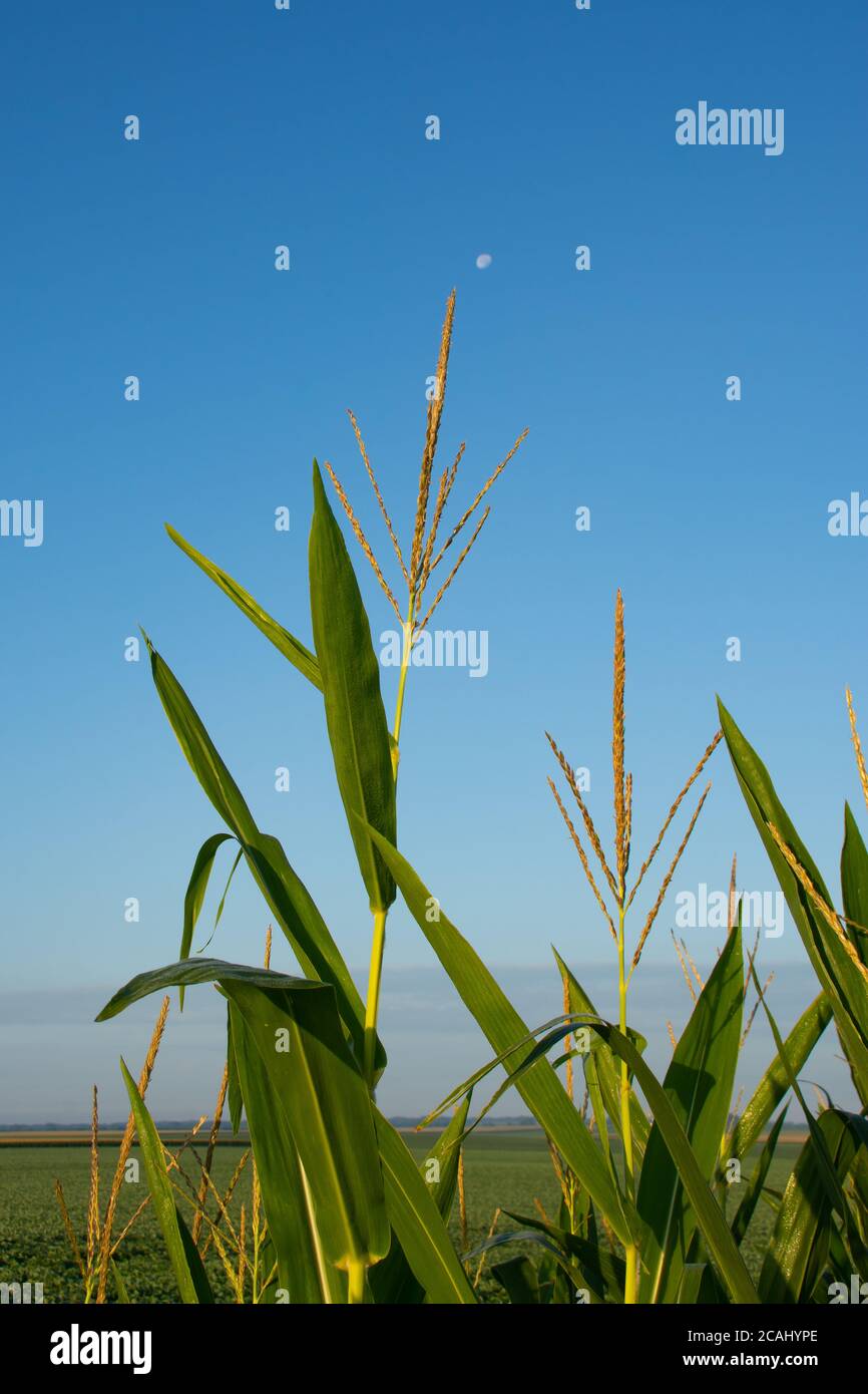 Growing corn in Midwest farmland on a beautiful Summer morning. Bureau ...