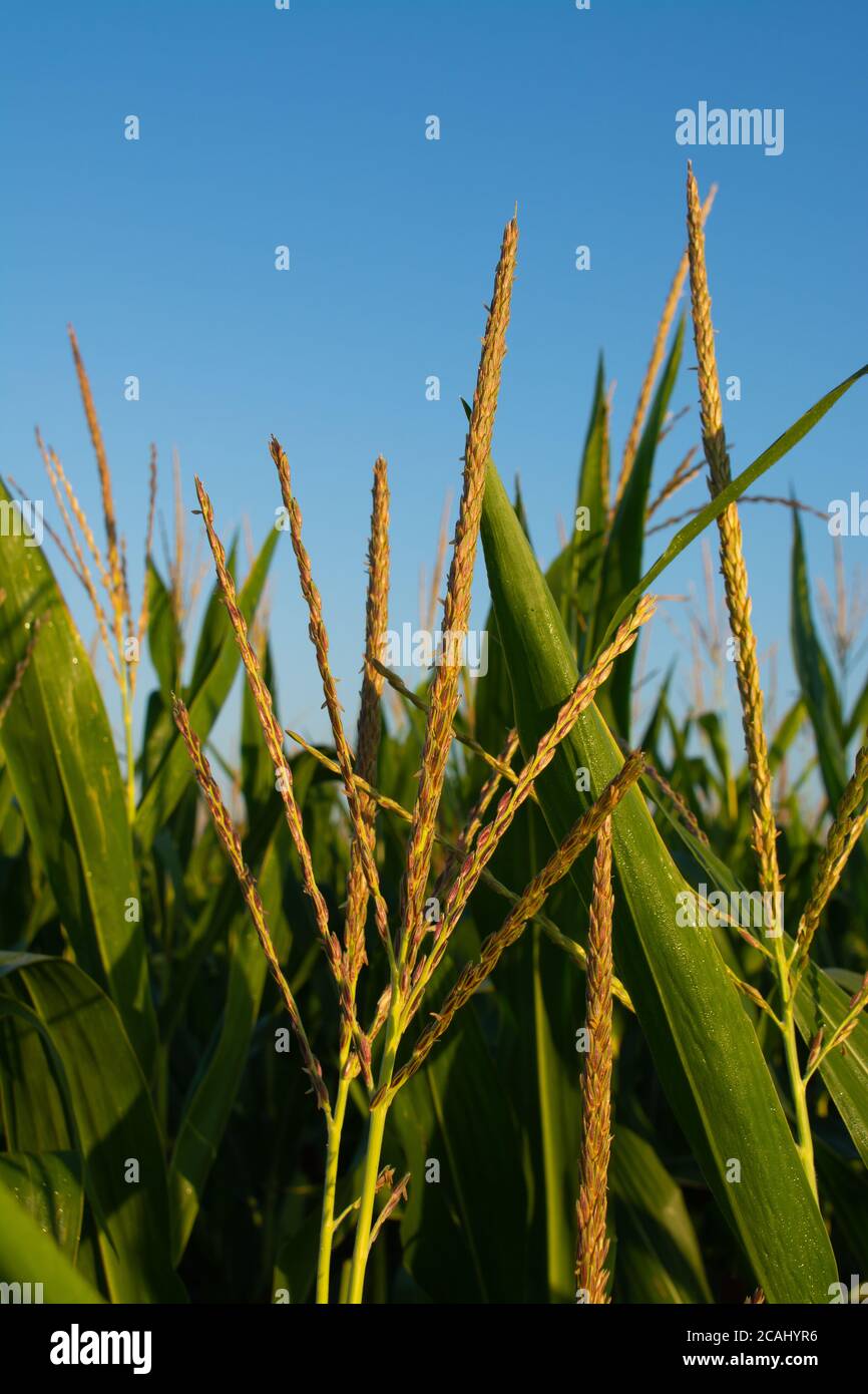 Growing corn in Midwest farmland on a beautiful Summer morning. Bureau ...