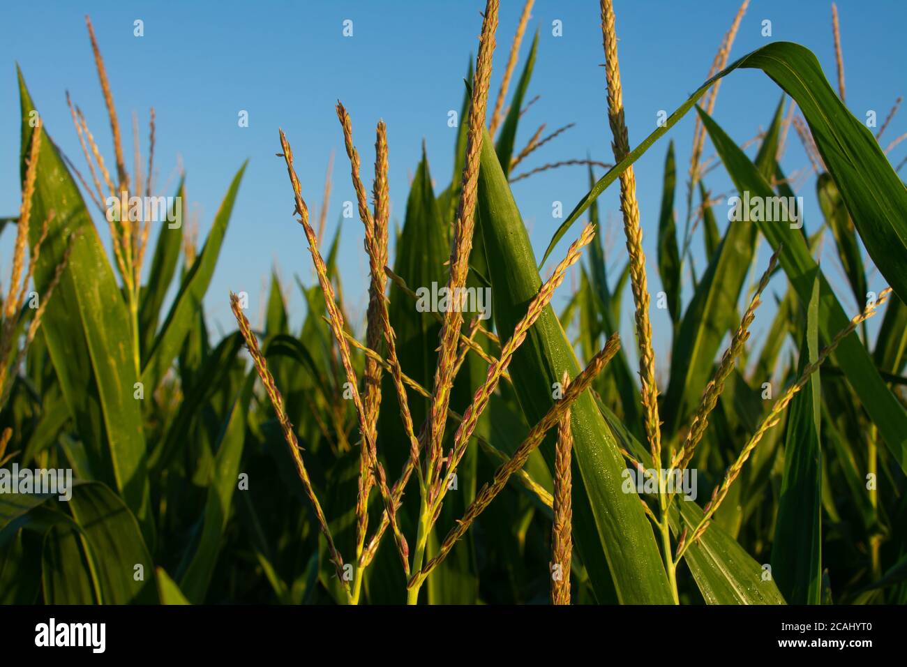 Growing corn in Midwest farmland on a beautiful Summer morning. Bureau ...