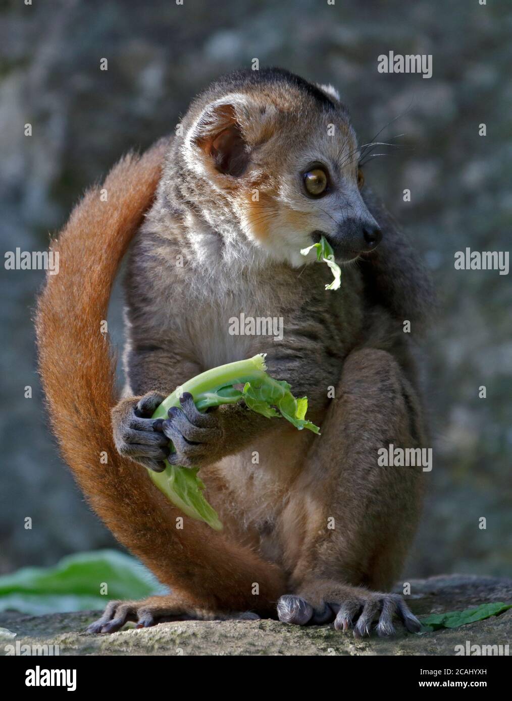 Crowned lemurs hi-res stock photography and images - Alamy