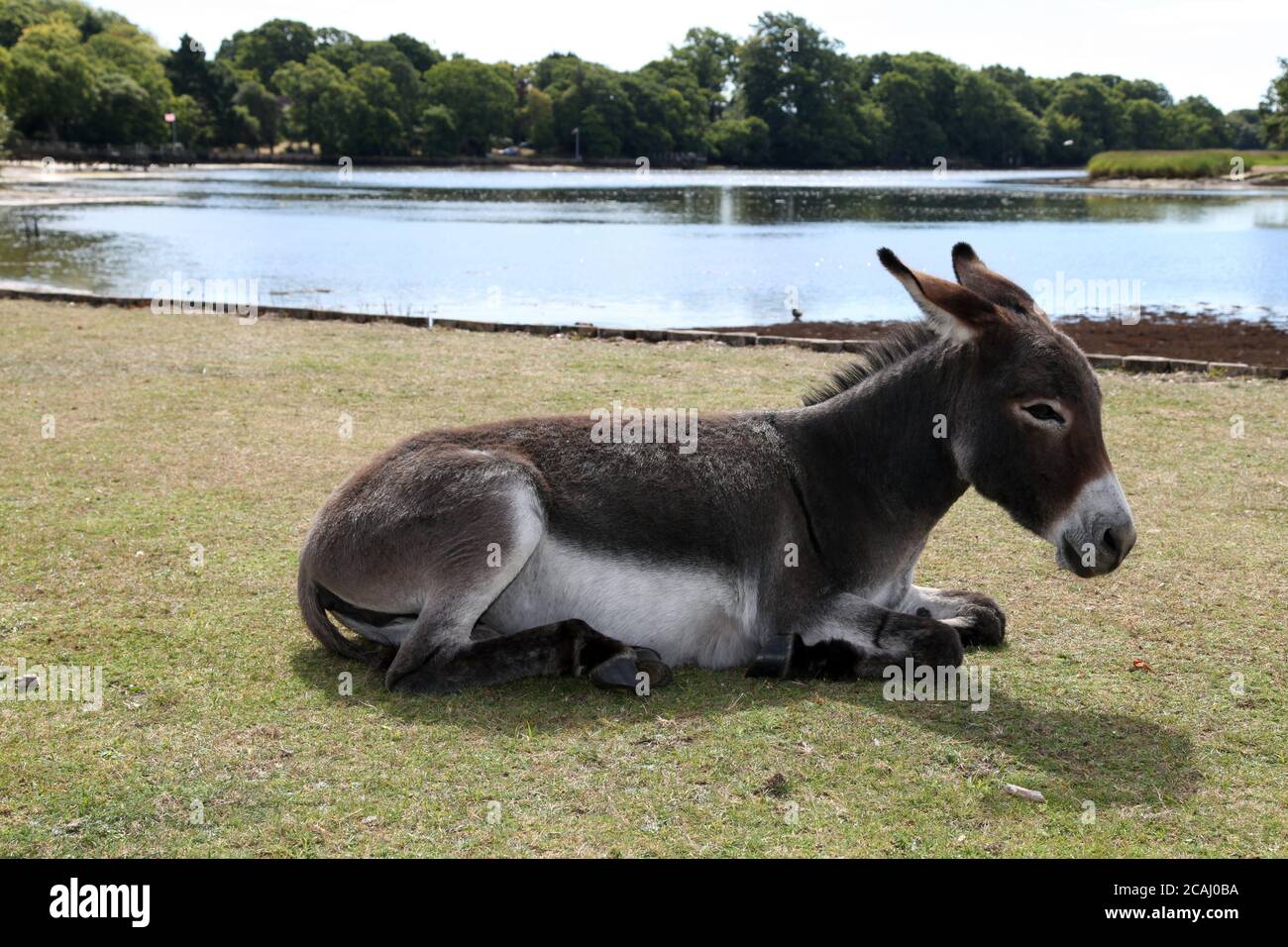 A New Forest Donkey or ass (Equus africanus asinus) rests on grassland ...