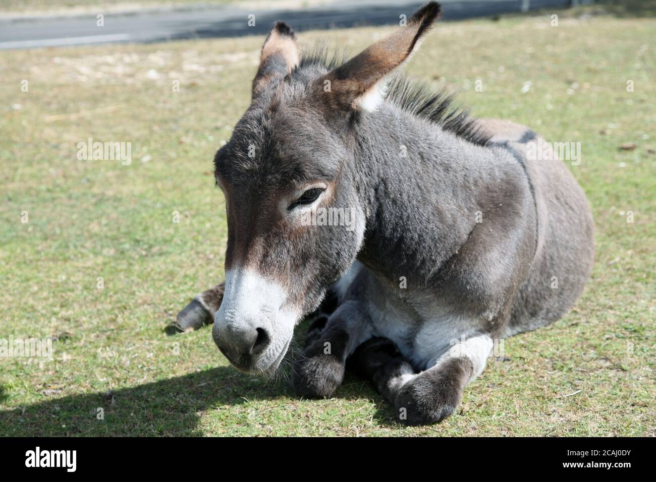 A New Forest Donkey rests on grassland in Beaulieu, Hampshire, England ...