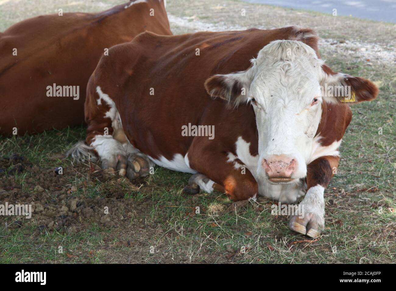 New Forest Cattle Cows resting on grassland at road side in Beaulieu ...