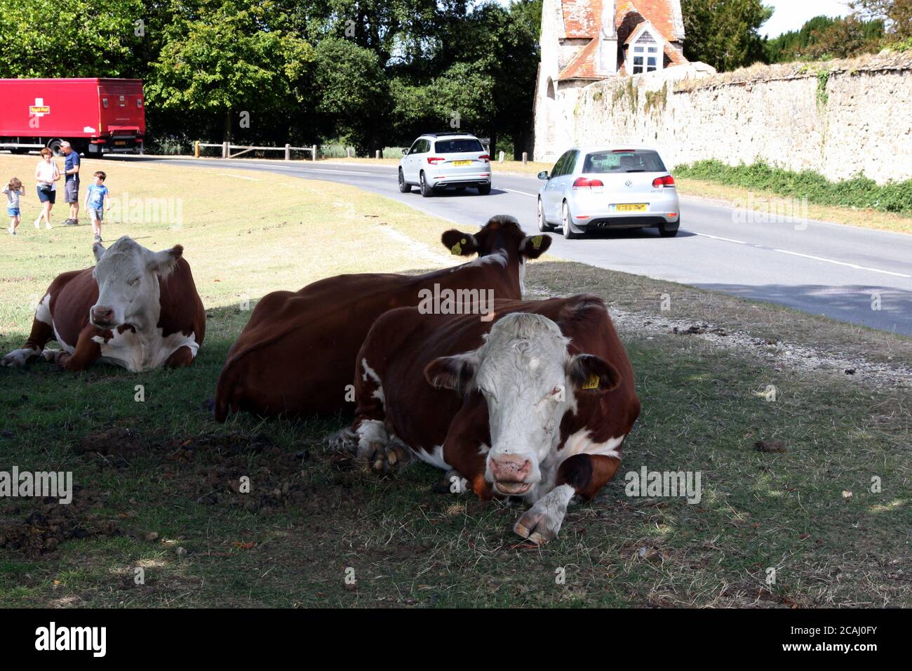 New Forest Cattle Cows resting on grassland at road side in Beaulieu ...