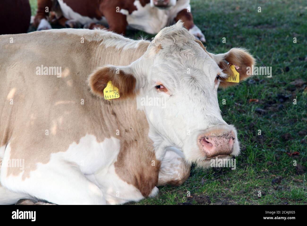 New Forest Cattle Cows resting on grassland at road side in Beaulieu ...