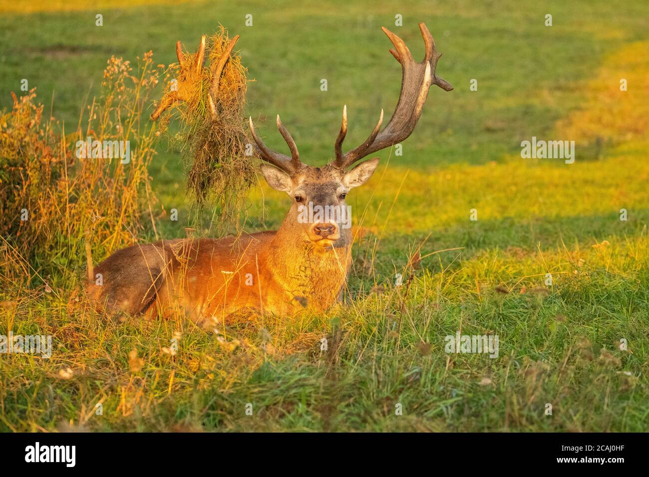 Red deer in the nature habitat during the deer rut Stock Photo - Alamy