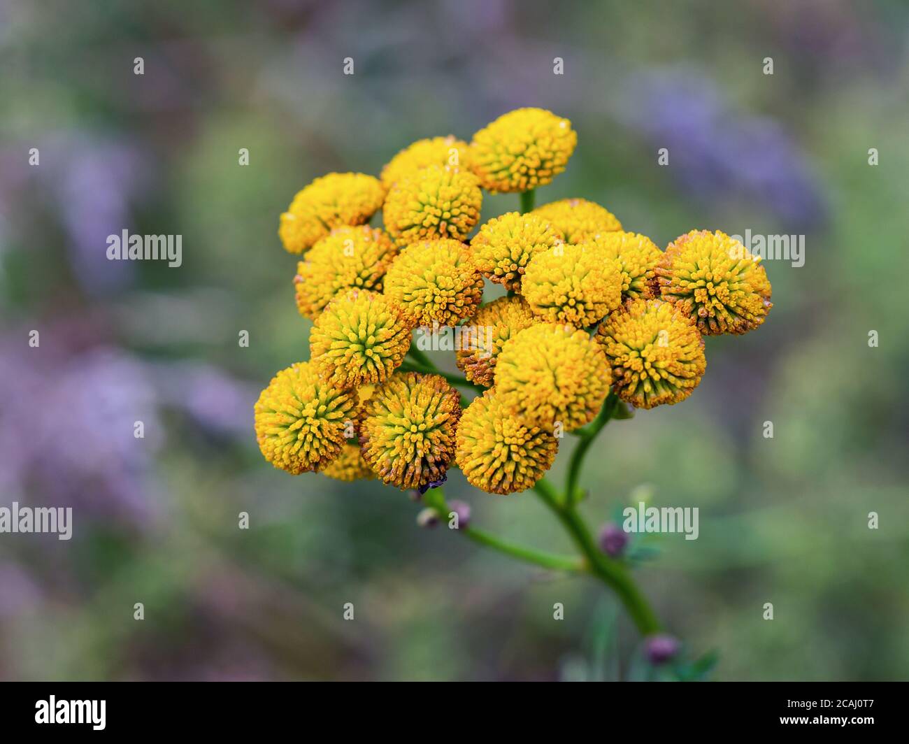 Tanacetum vulgare var crispum hi-res stock photography and images - Alamy
