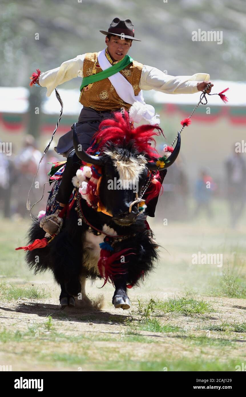 Yak racing hi-res stock photography and images - Alamy