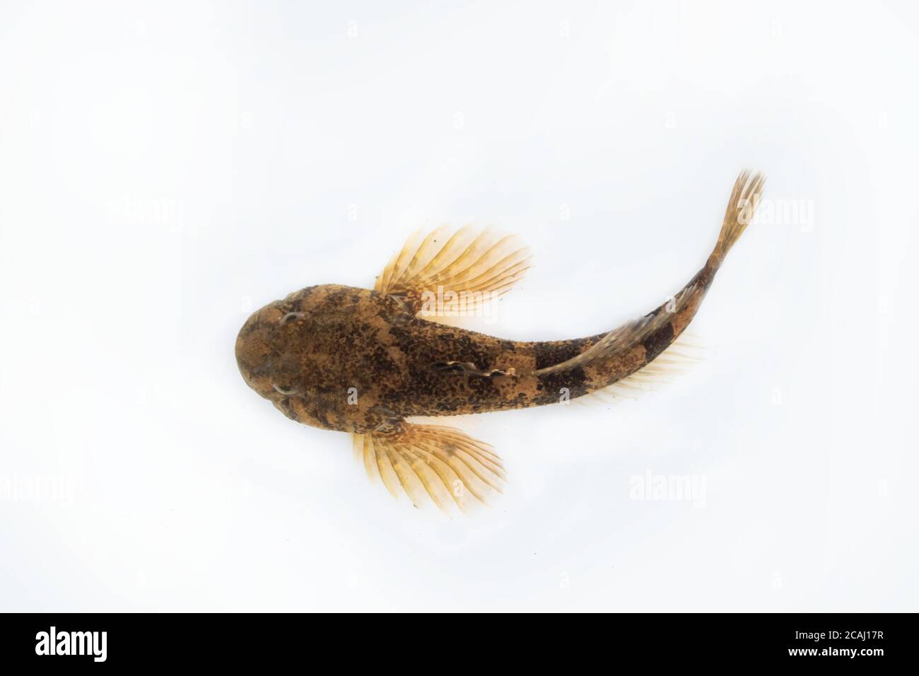 Bullhead fish hi-res stock photography and images - Alamy