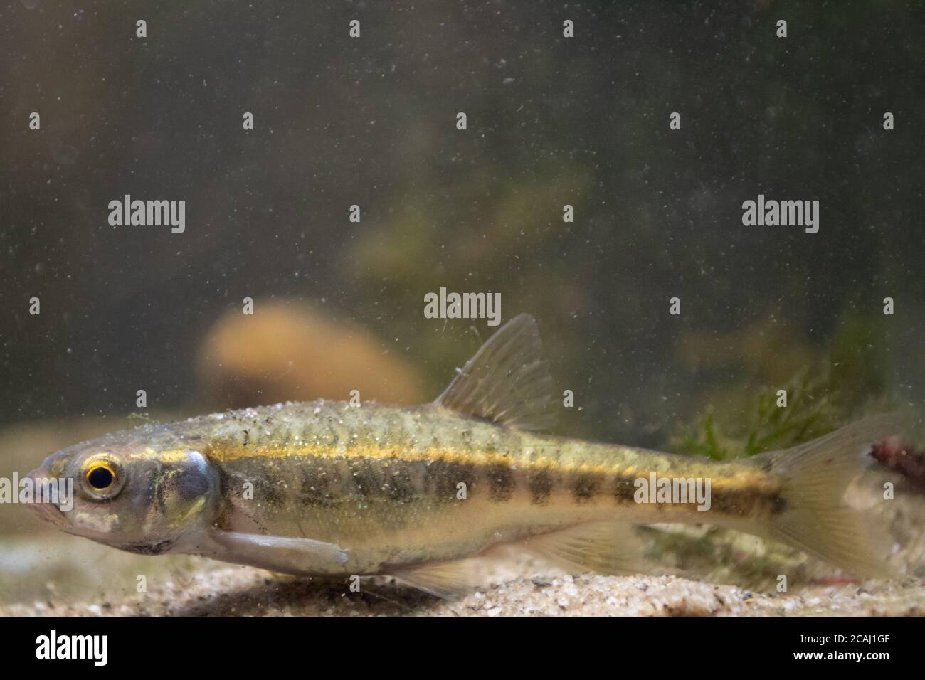 Minnow uk hi-res stock photography and images - Alamy
