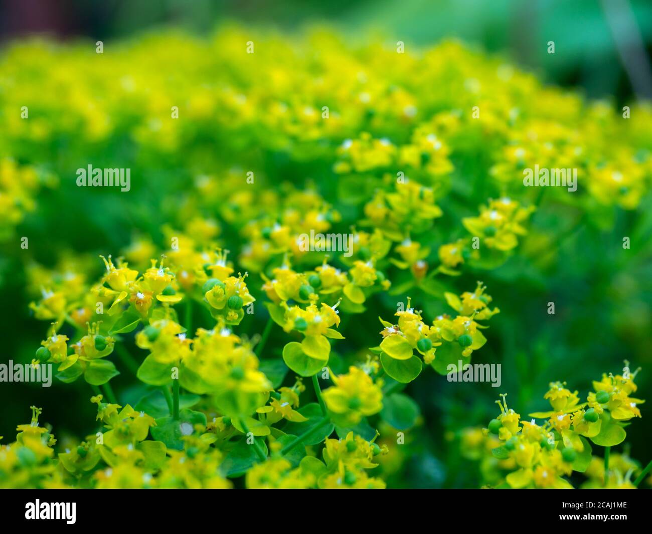Close-up of flowering plant called the marsh spurge or marsh euphorbia ...