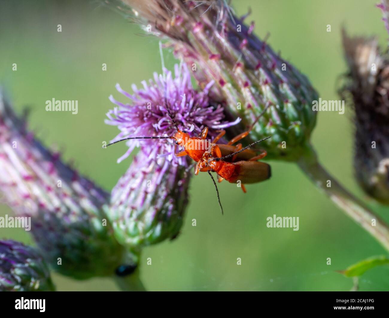 The common red soldier beetles on the blooming purple flower of spear ...