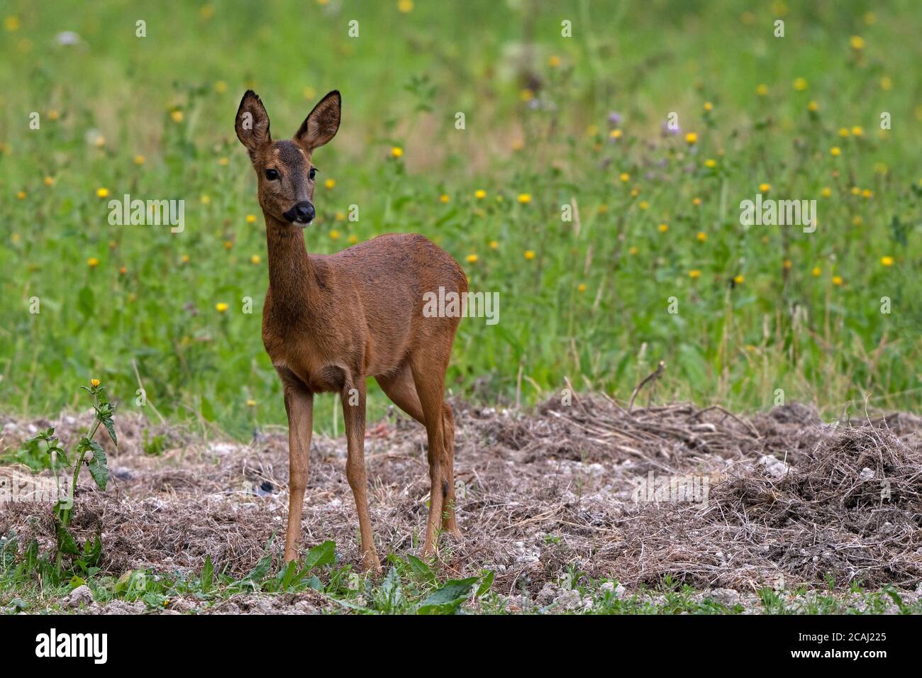 European Roe deer (Doe) -Capreolus capreolus Stock Photo - Alamy