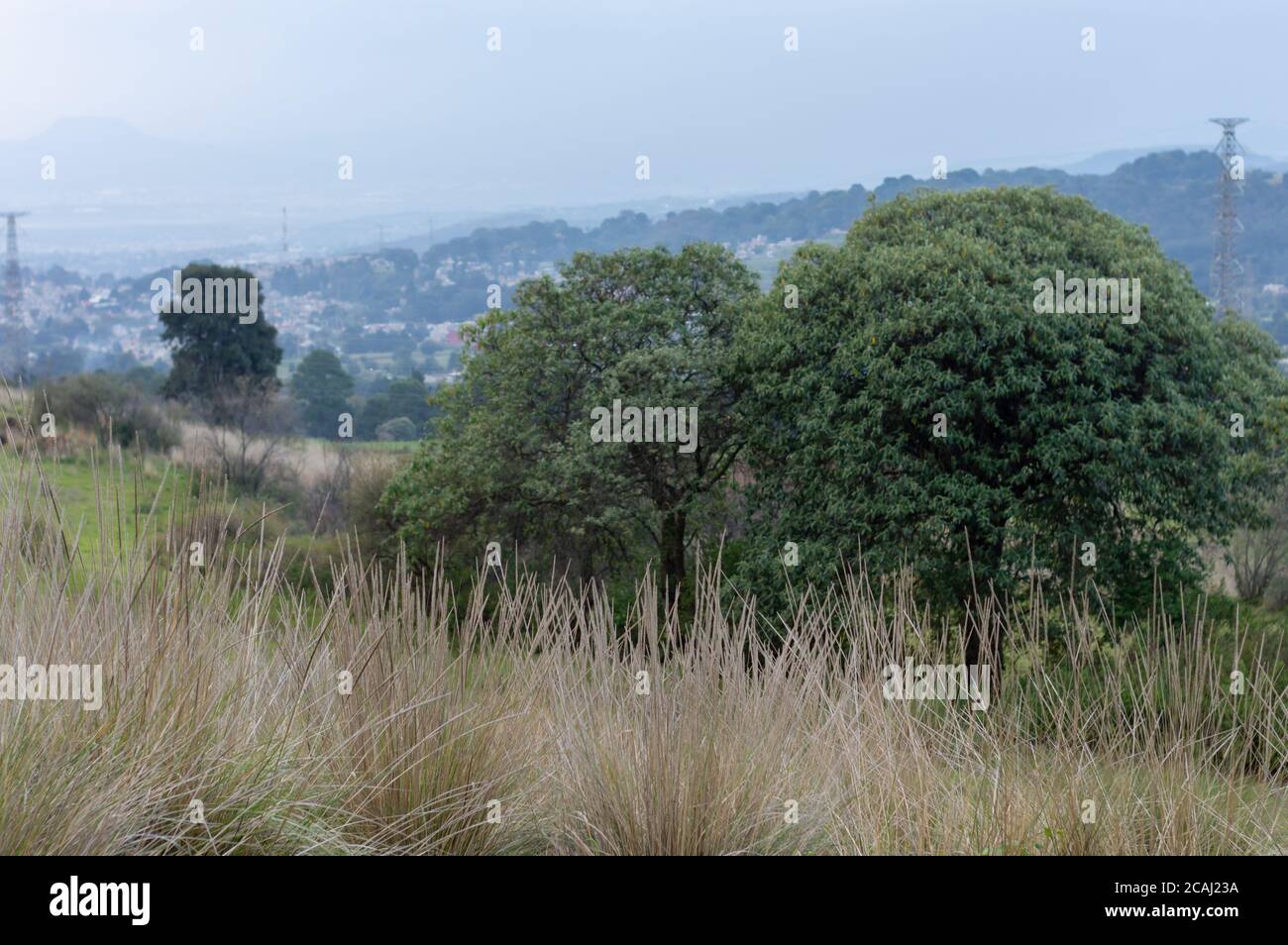View of trees in the field with transmitter post background Stock Photo ...