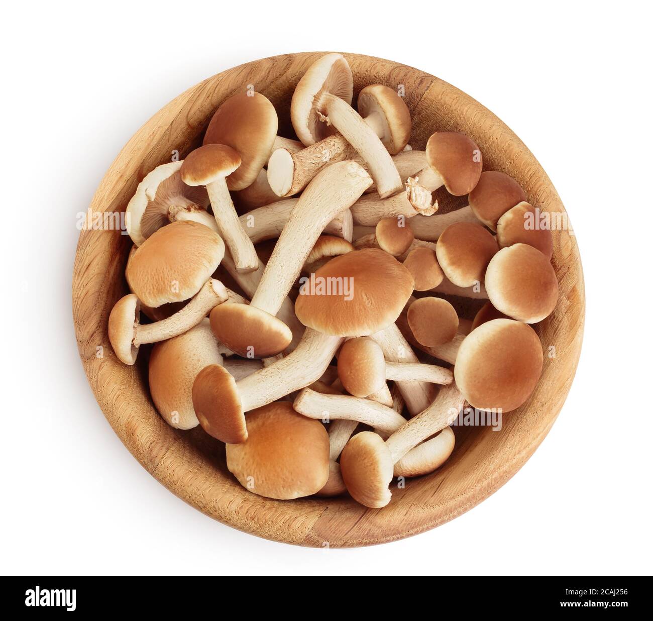 honey fungus mushrooms in wooden bowl isolated on white background with ...