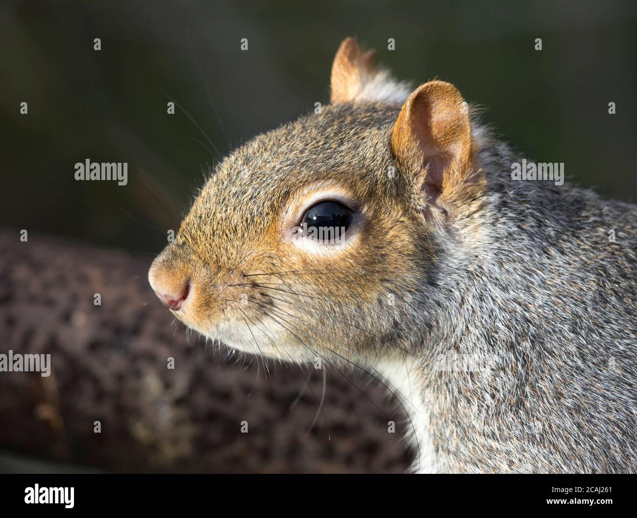Close-up wild UK grey squirrel face (Sciurus carolinensis) isolated outdoors enjoying winter ...