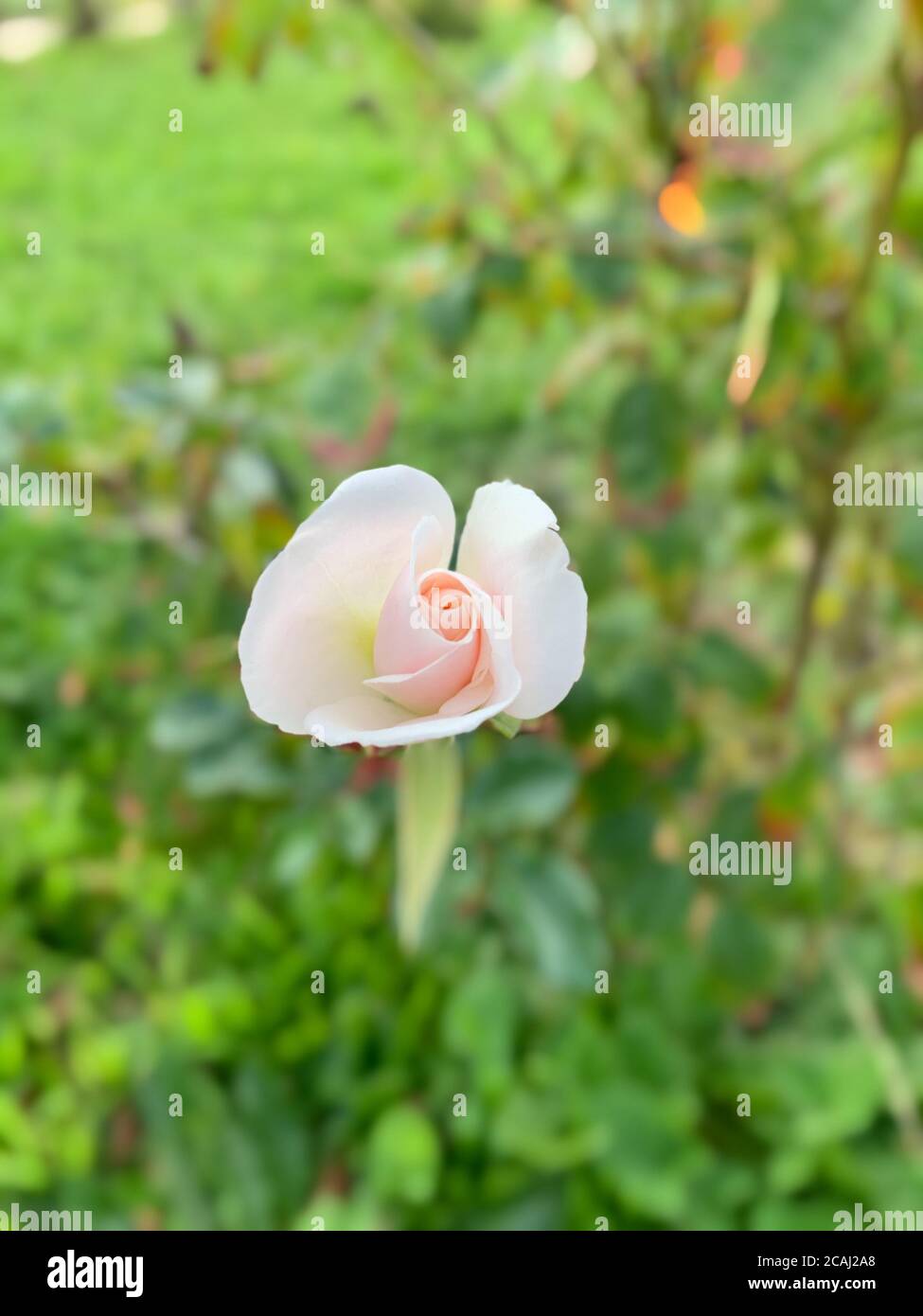 Vertical shot of light pink rose in a garden Stock Photo - Alamy