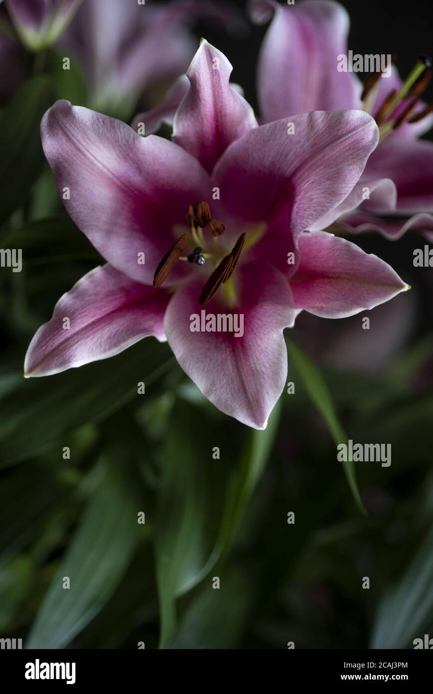 Vertical shot of a pink stargazer flower at a garden Stock Photo - Alamy