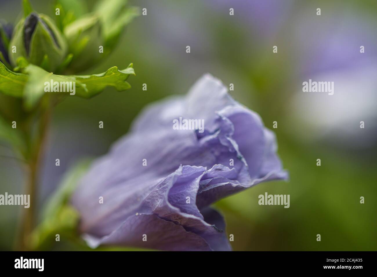 Closeup of a Texas bluebell in a field under the sunlight with a blurry ...
