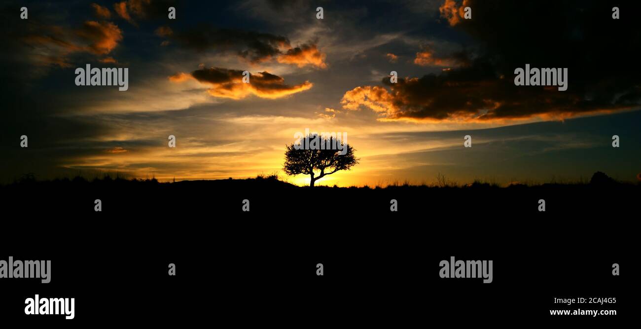 silhouette of an oak tree at sunset Stock Photo - Alamy