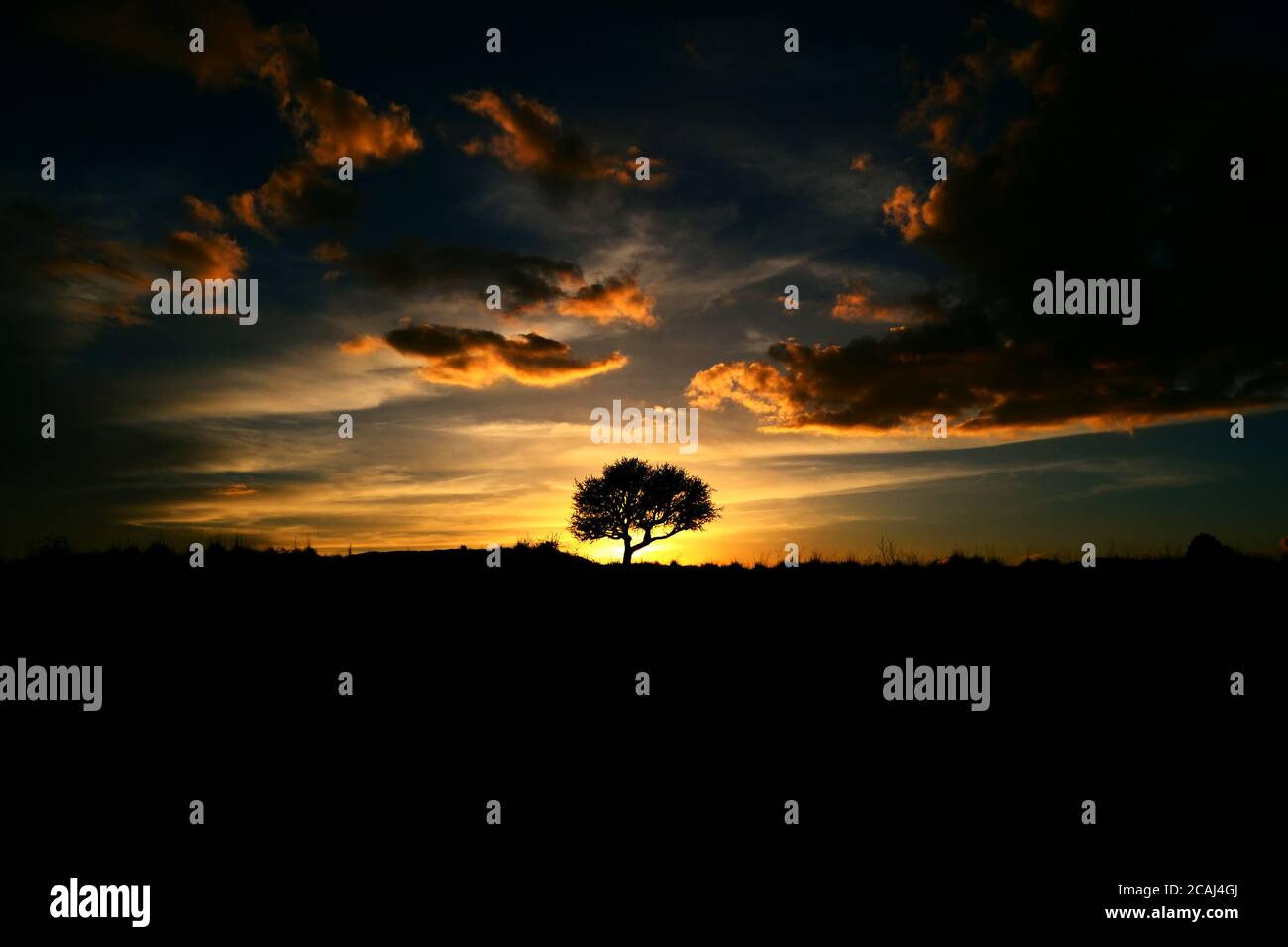 Oak tree silhouette at sunrise hi-res stock photography and images - Alamy