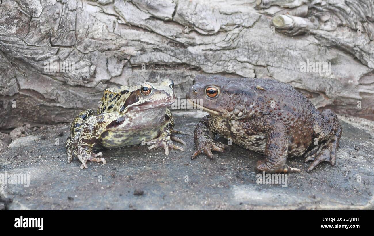 common frog and common toad, sat next to each other, nottingham, july ...