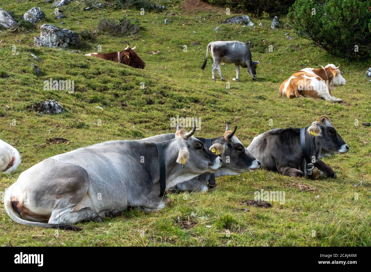 Group of cows grazing in the fields Stock Photo - Alamy