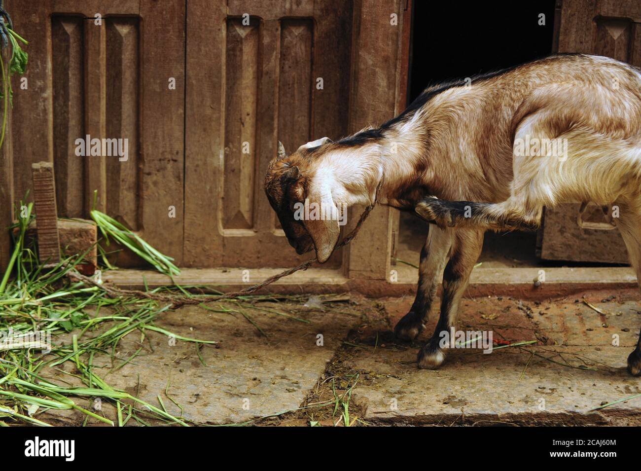 Closeup shot of a goat eating grass outside the barn Stock Photo - Alamy