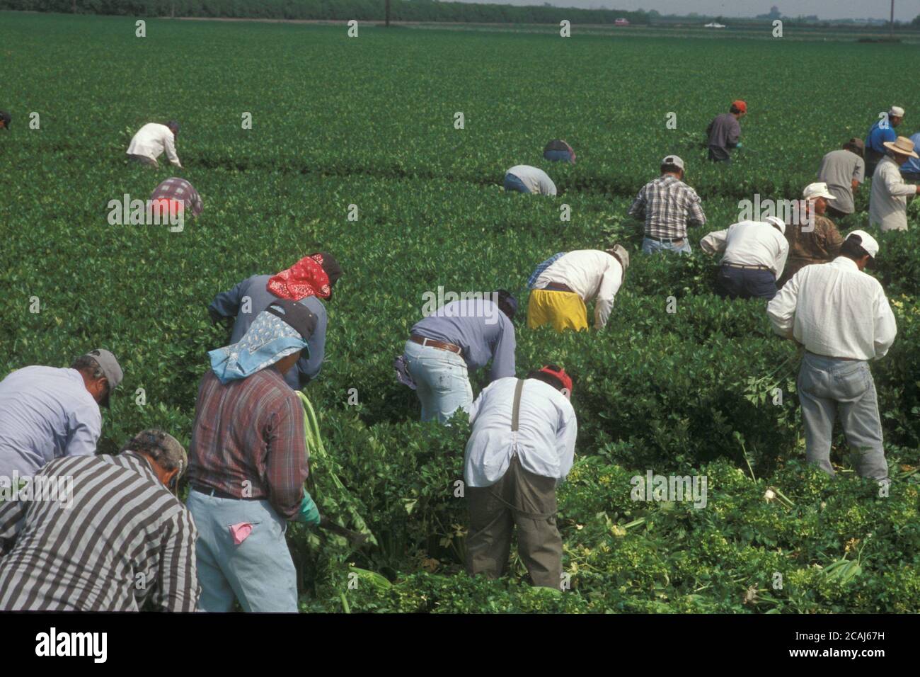 Alamo Texas USA: Hispanic male and female farm workers harvesting ...