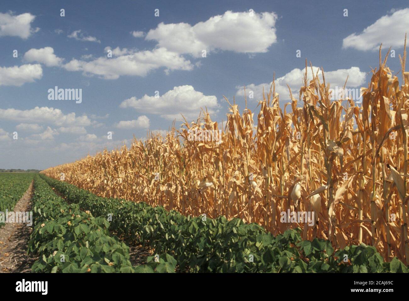 Corn fields outside of Alice, Texas suffer from no rain in months. ©Bob ...