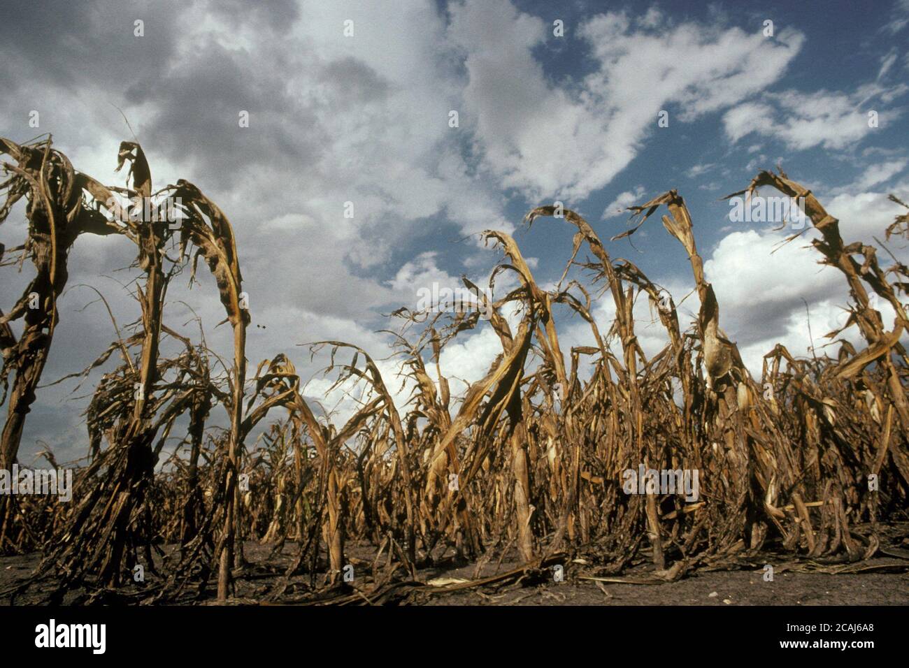 Corn fields outside of Alice, Texas suffer from no rain in months. ©Bob ...