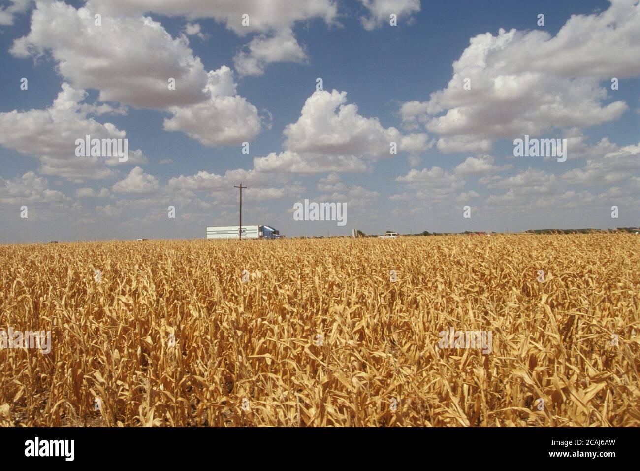 Corn fields outside of Alice, Texas suffer from no rain in months. ©Bob ...