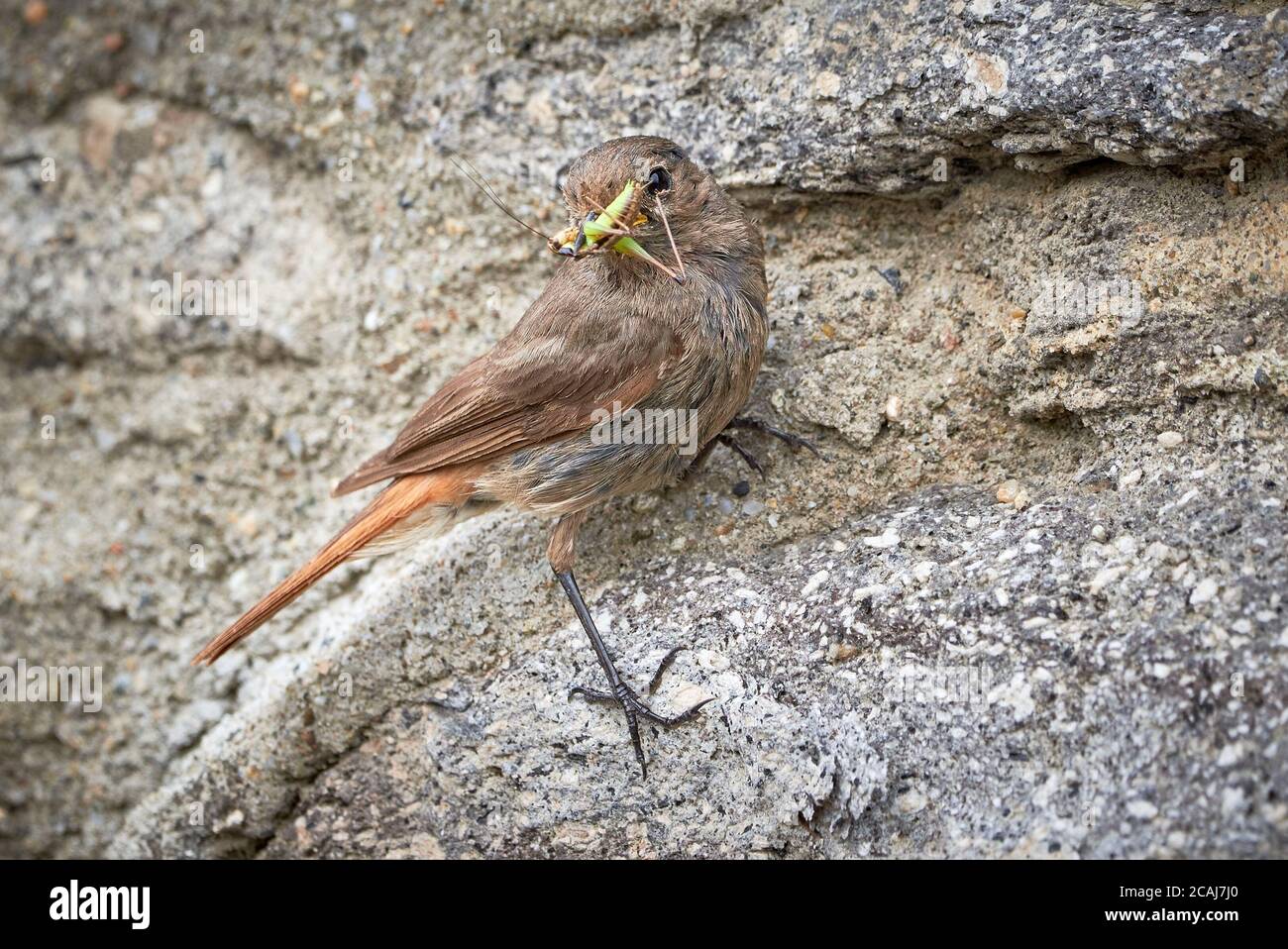 Black redstart female bird with insect in her beak (Phoenicurus ...