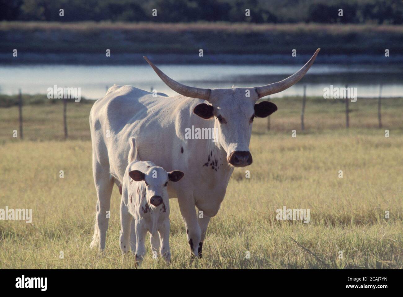White Texas Longhorn cow with calf at sunset grazing on grass at ...