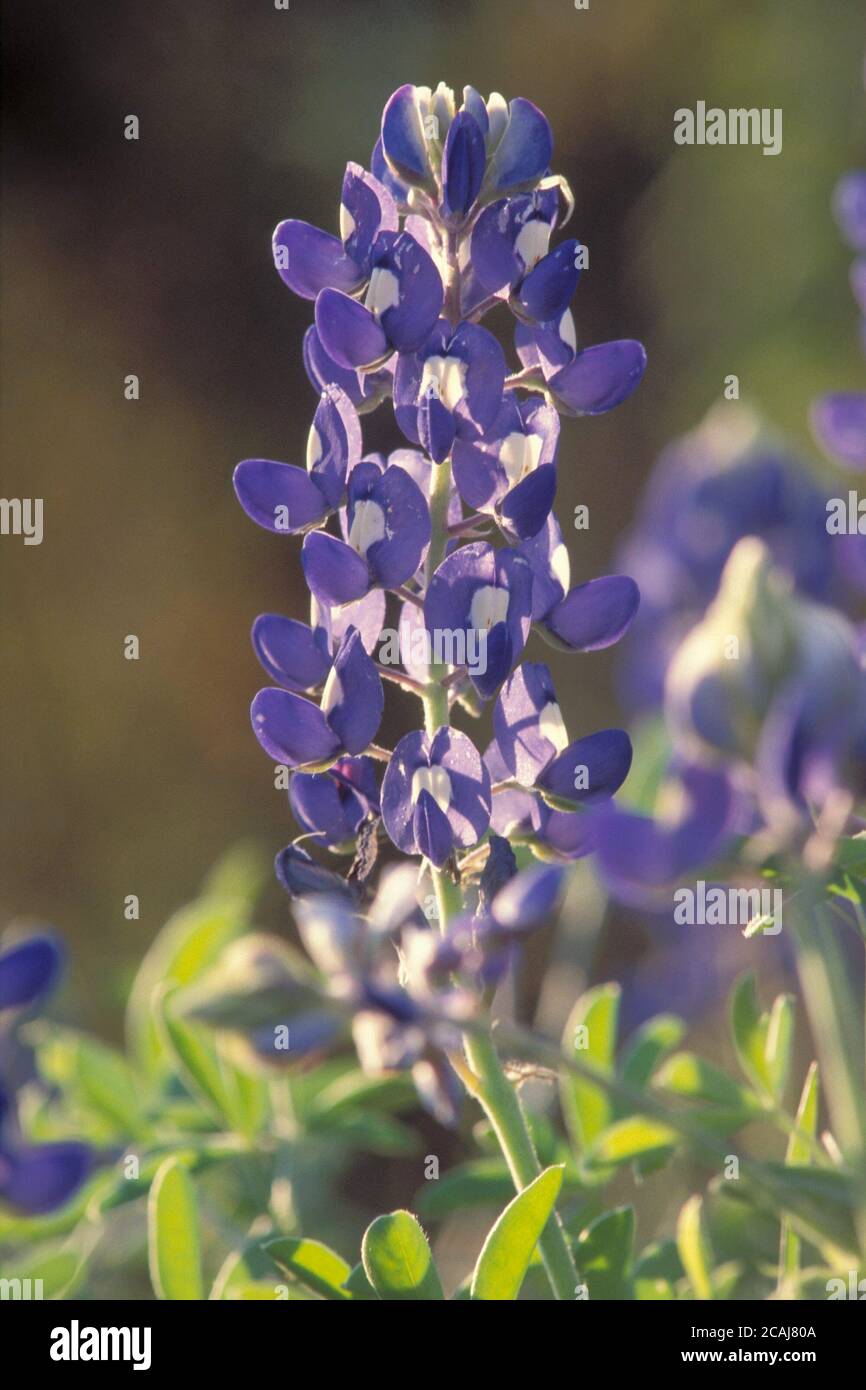 Bluebonnets, Texas state flower, in morning light in Highland Lakes ...