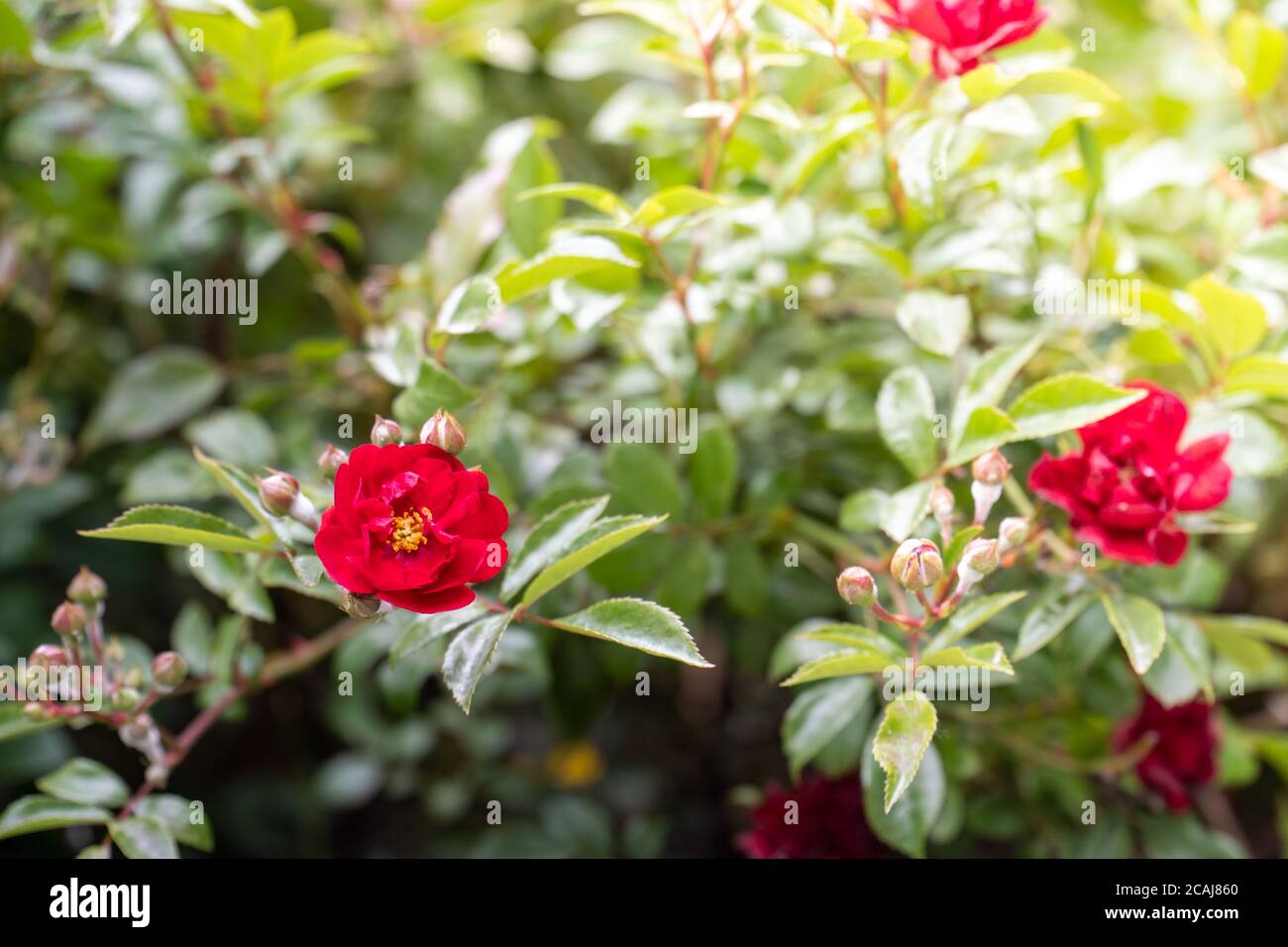 Red isolated rose flowers in the morning Stock Photo - Alamy