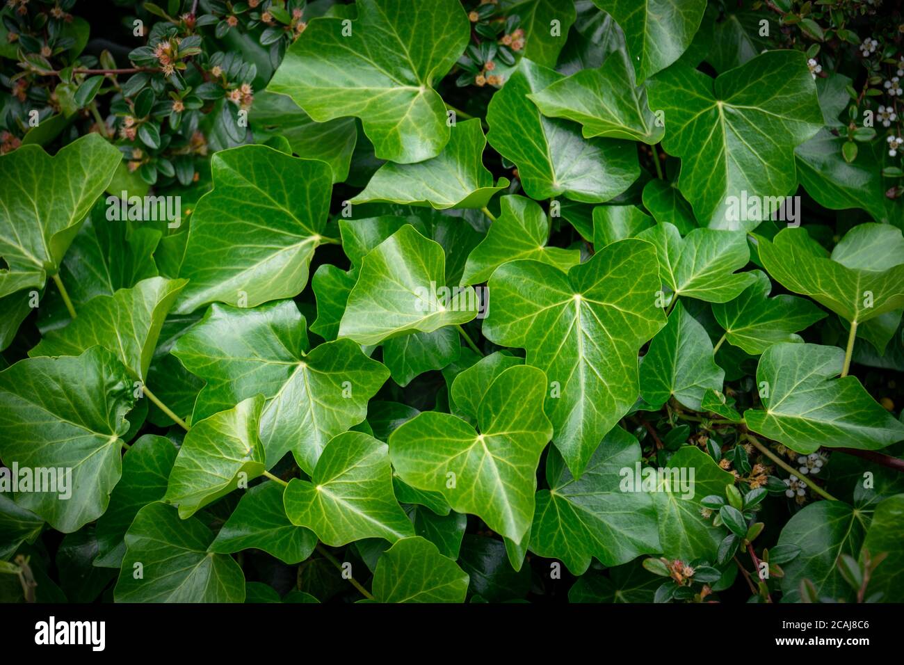 Green ivy, top view Stock Photo - Alamy