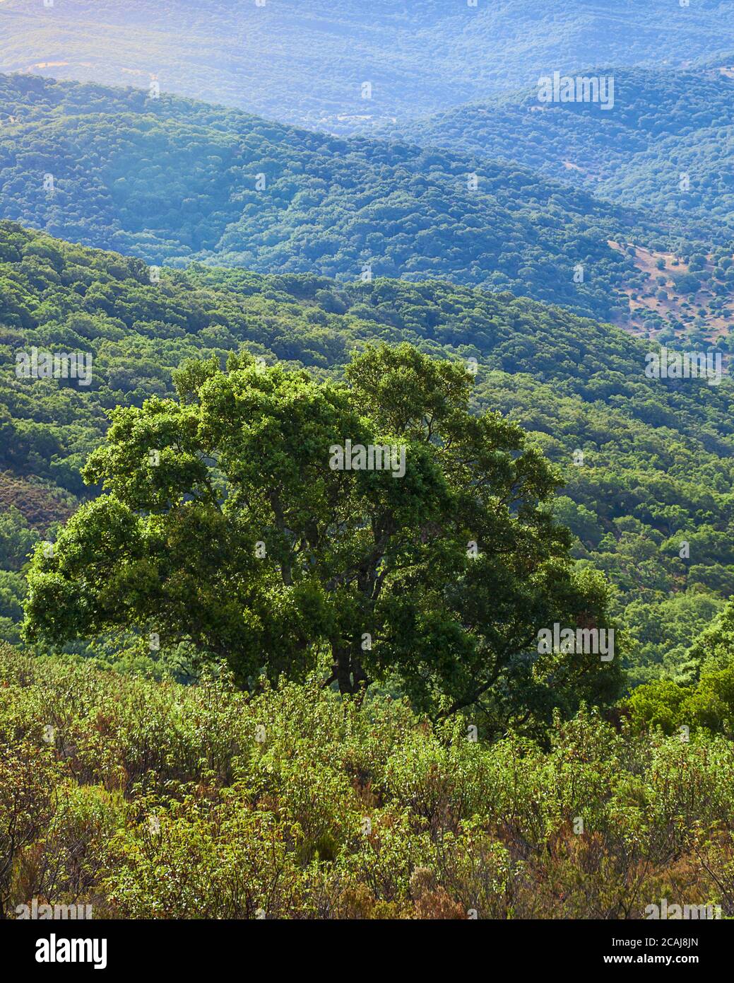 Vertical shot of a beautiful mountainous forest scenery Stock Photo - Alamy