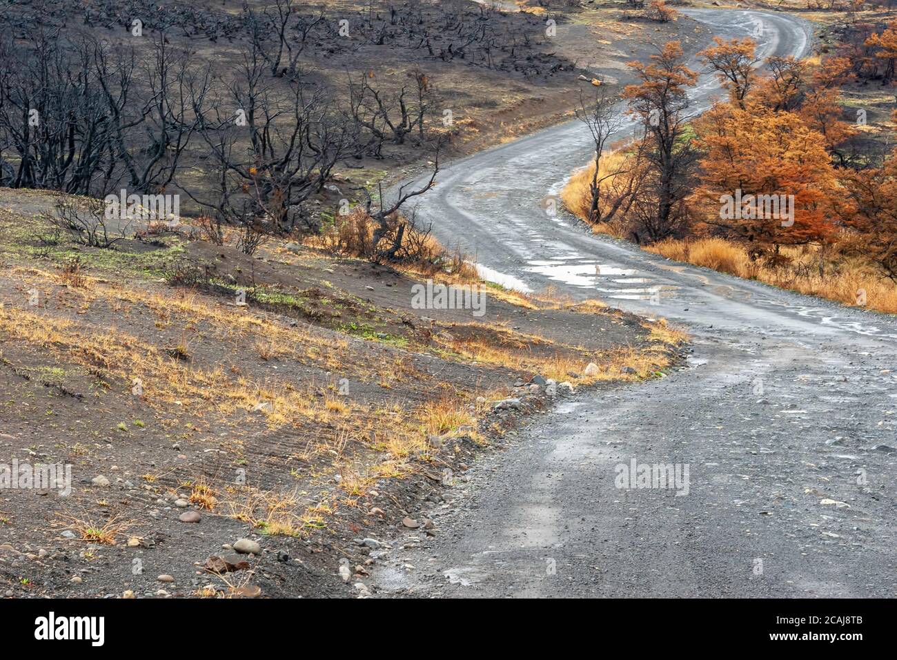 Road through burned landscape, Torres del Paine National Park ...
