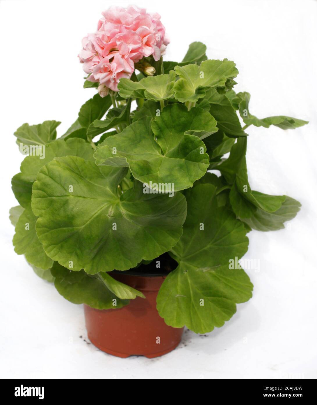 A geranium. Pelargonium is a genus of flowering plants which includes ...