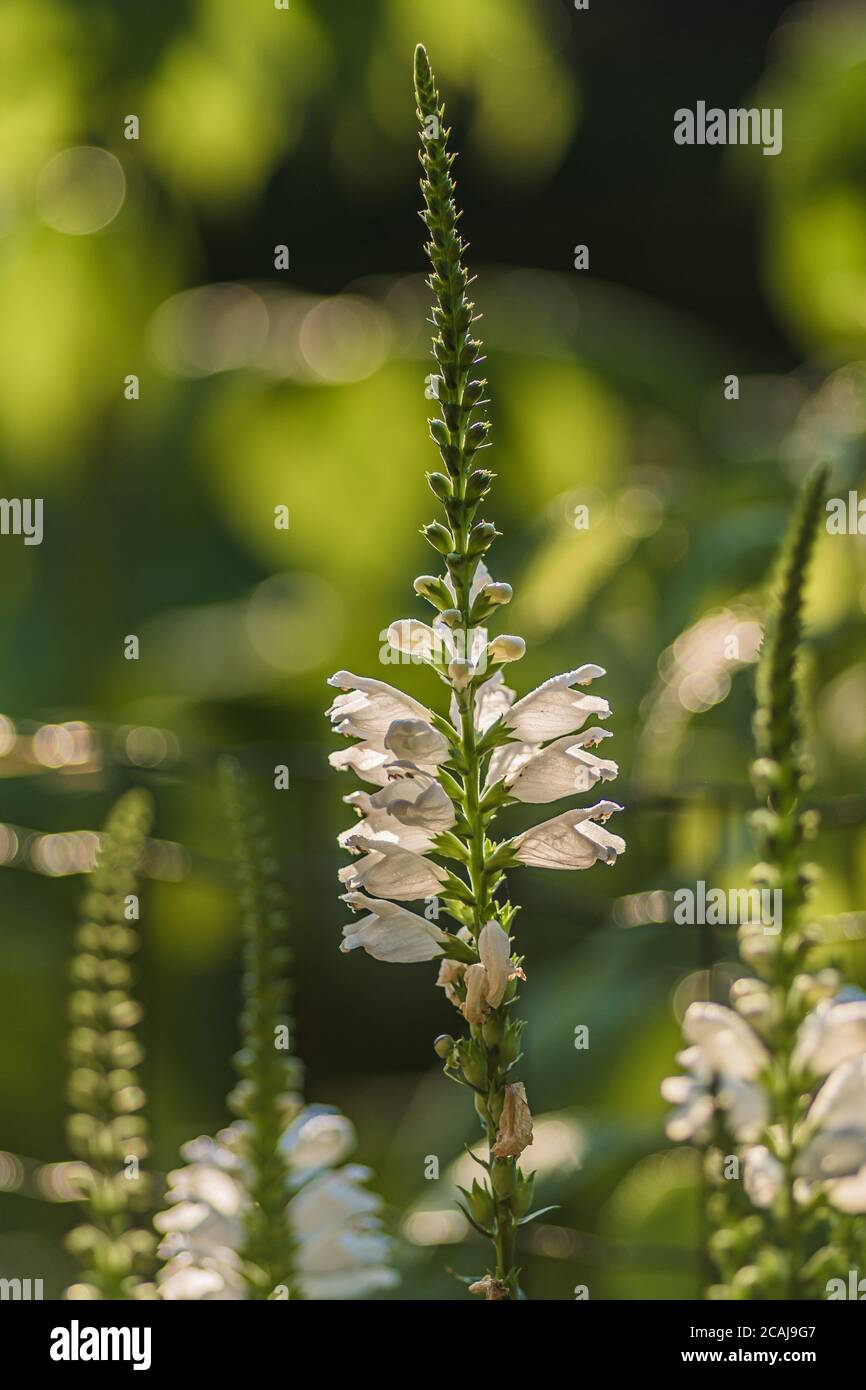 Natural manners hi-res stock photography and images - Alamy
