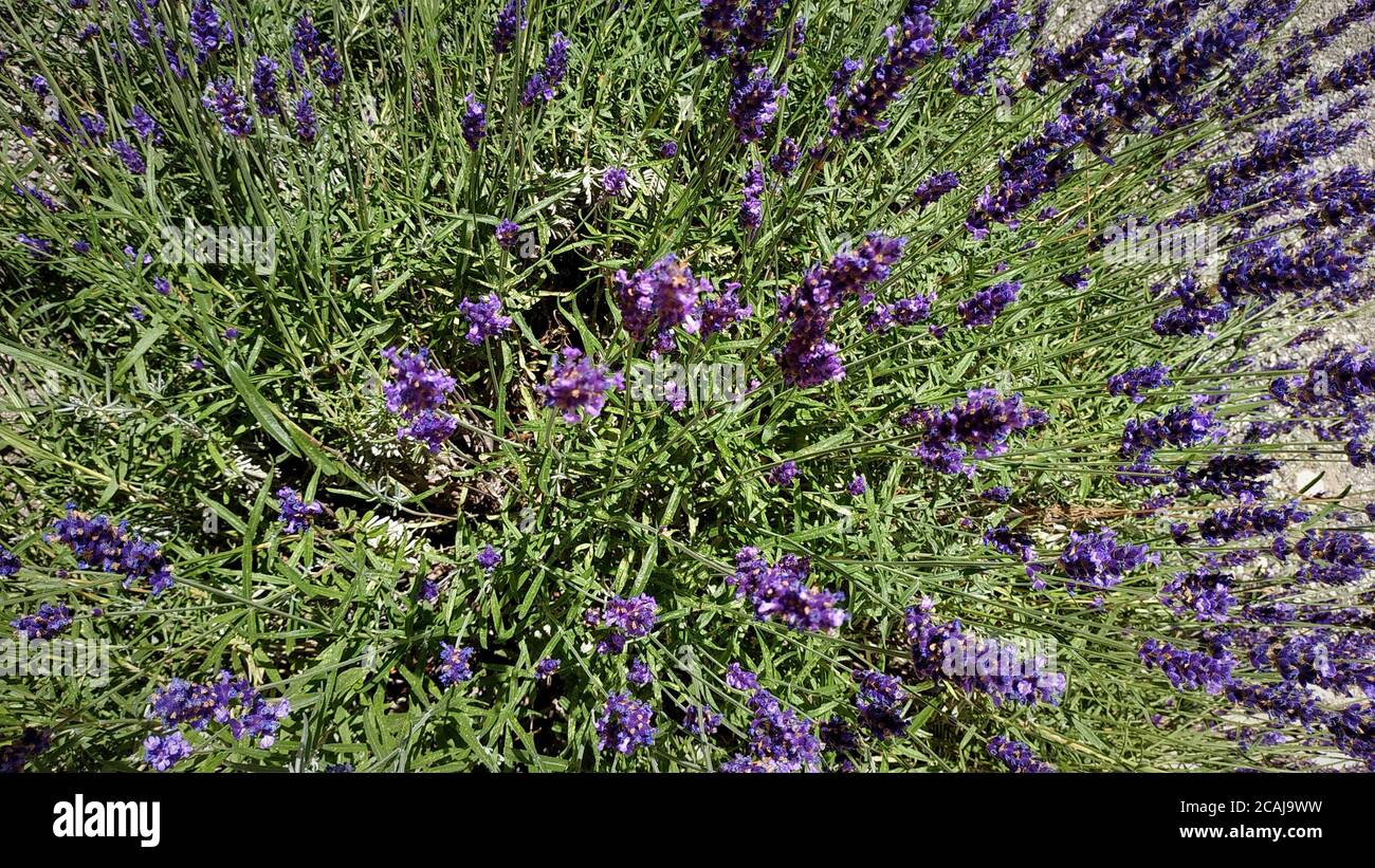 Lavender plant yorkshire hi-res stock photography and images - Alamy