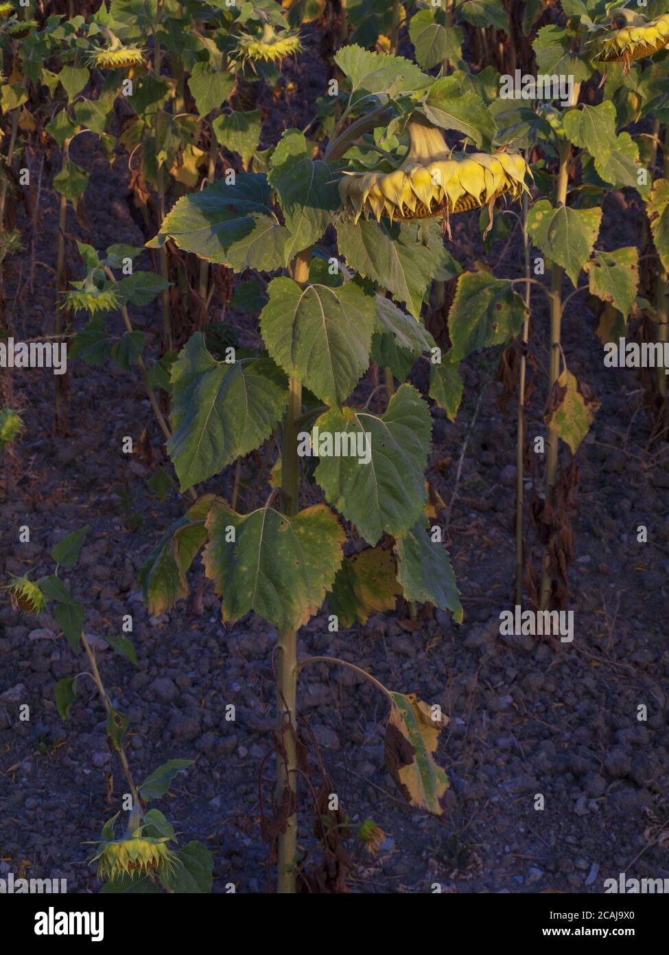 Vertical shot growing sunflower hi-res stock photography and images - Alamy