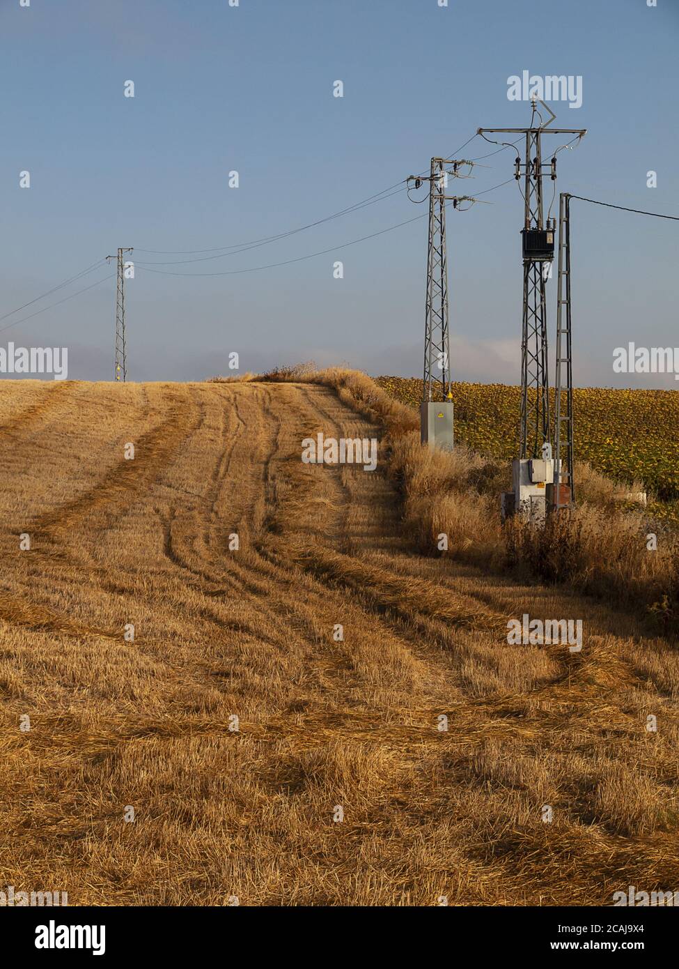 Vertical shot of overhead power lines in the grain field in the ...