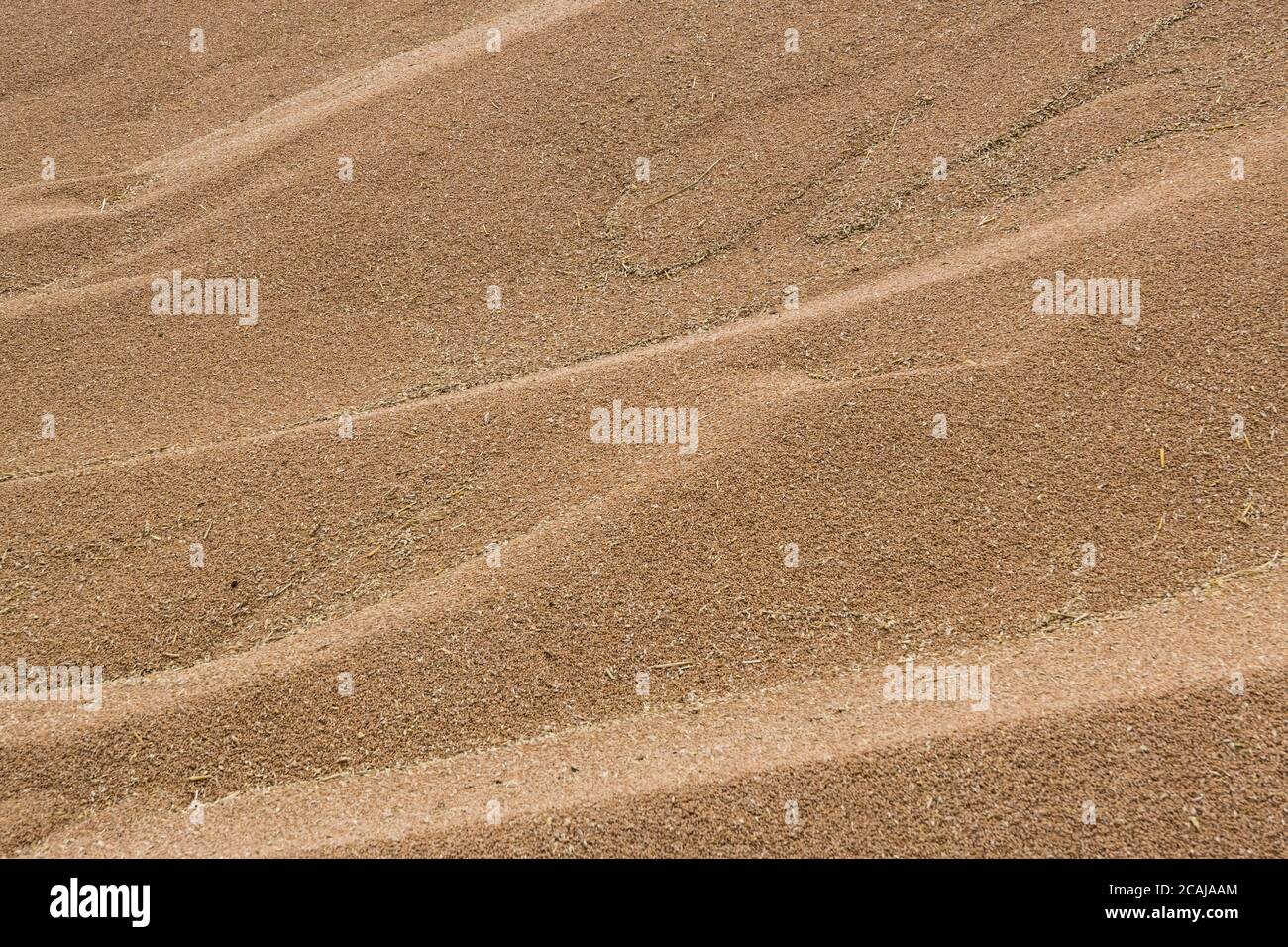 a lot of hard red winter wheat triticale or rye grain Stock Photo - Alamy