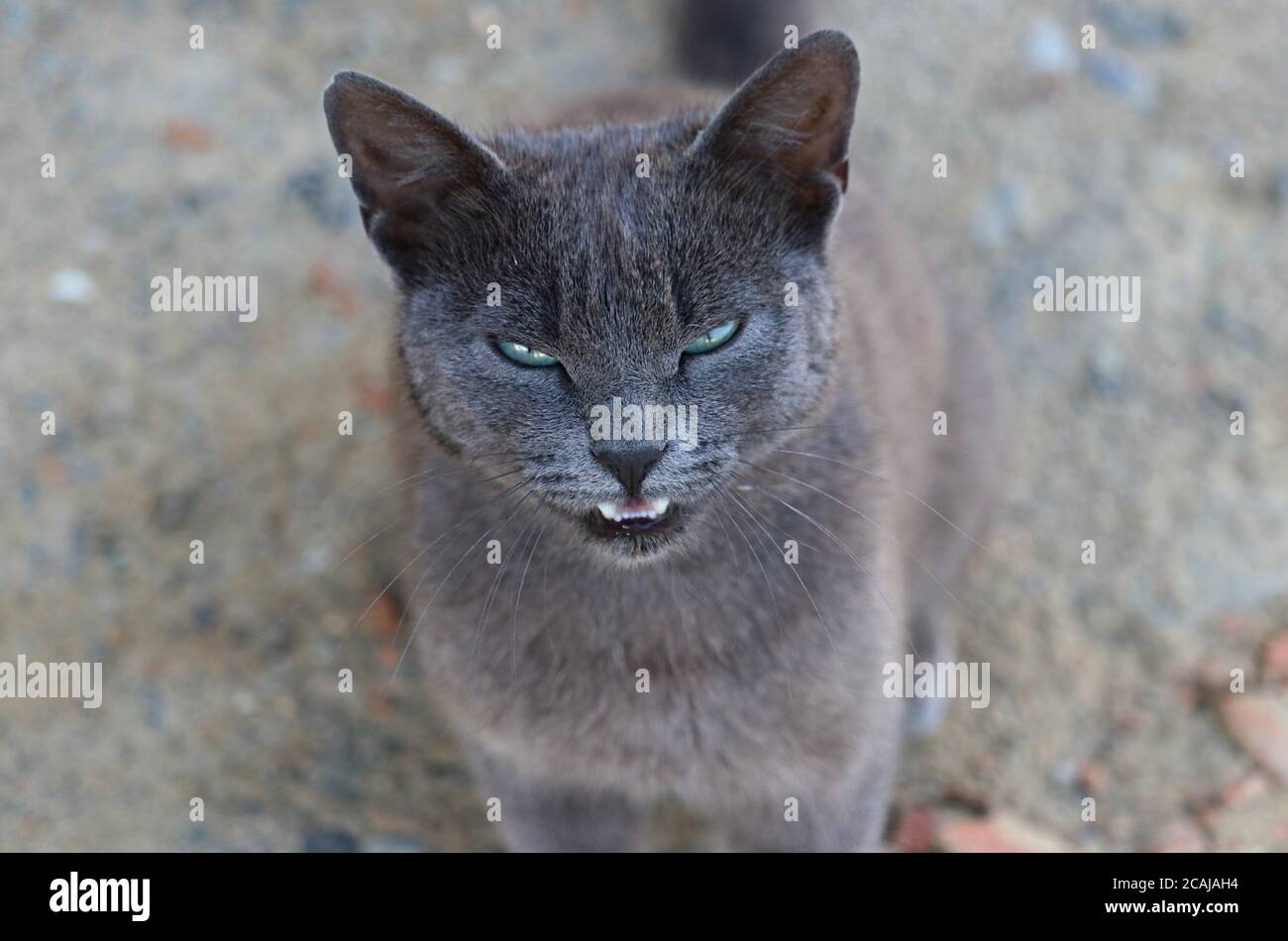 Closeup shot of a grumpy chartreux cat in a field at daytime Stock ...